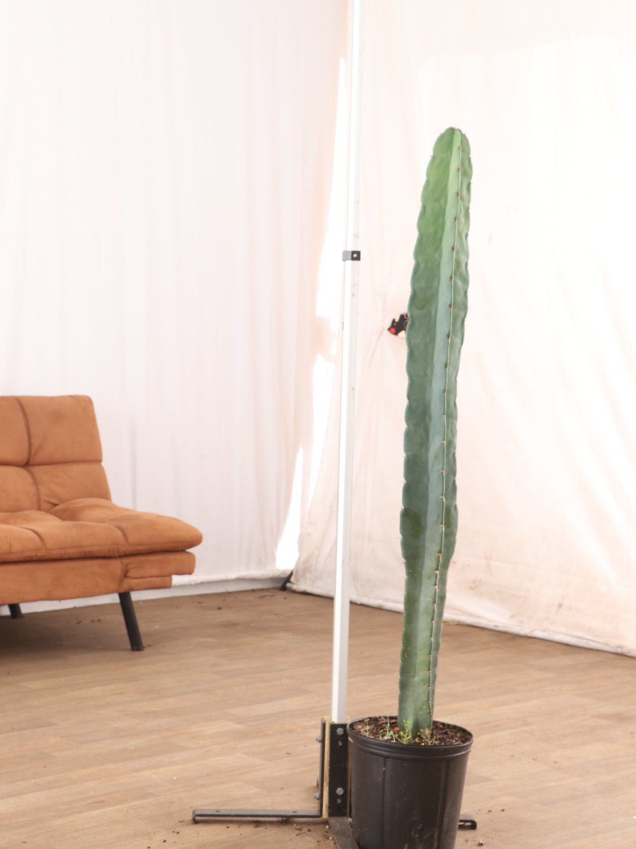 3-5 FT Peruvian Cactus (Single Stalk) | Pick Over Video Call – Pafe Plants