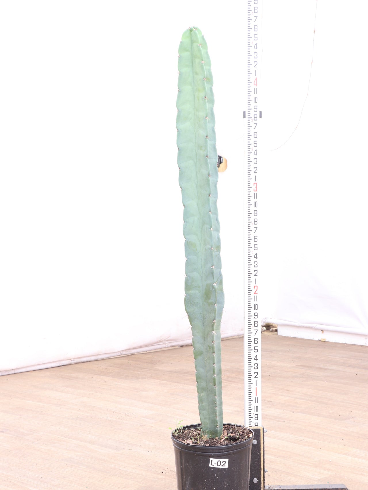 3-5 FT Peruvian Cactus (Single Stalk) | Pick Over Video Call – Pafe Plants