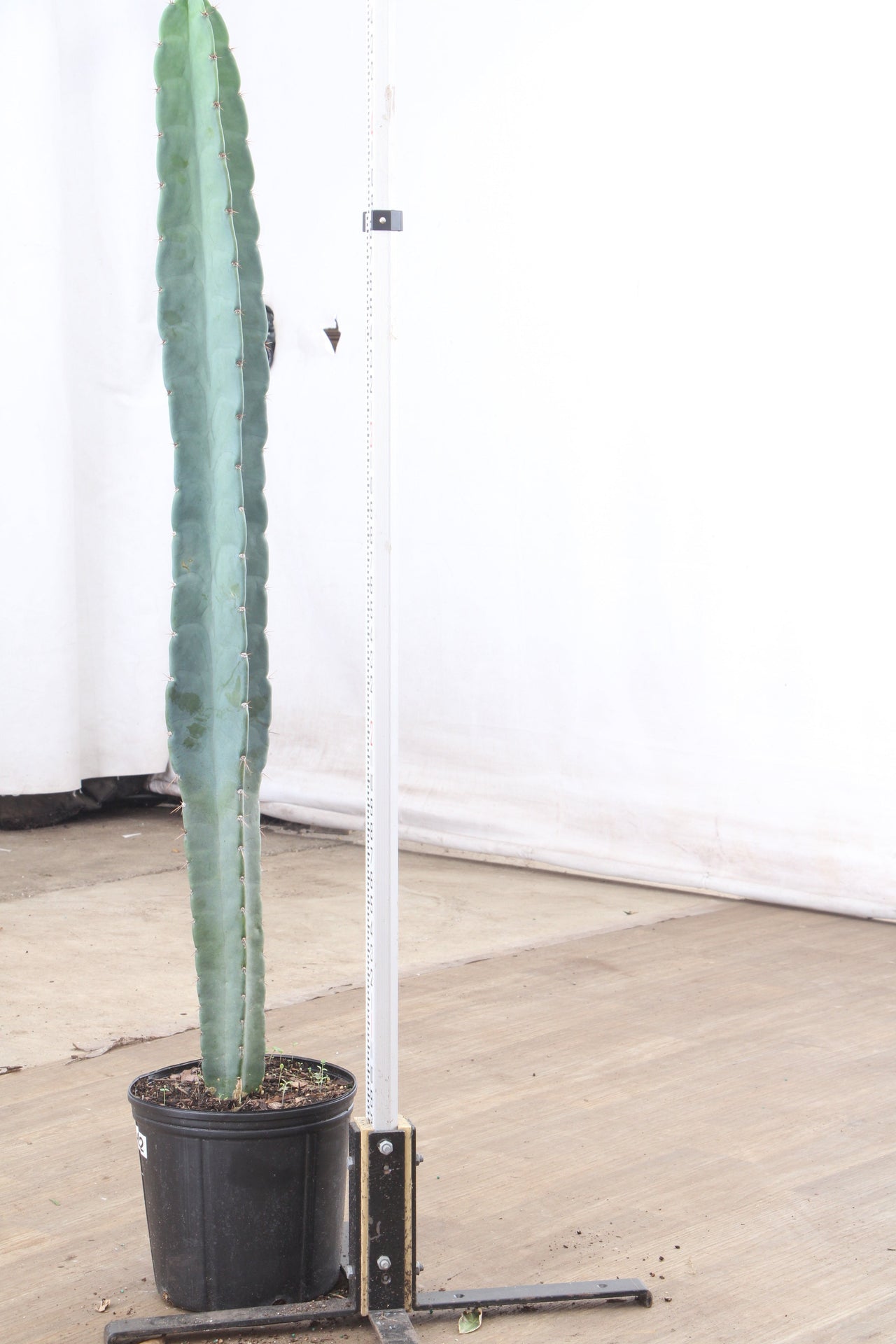 3-5 FT Peruvian Cactus (Single Stalk) | Pick Over Video Call – Pafe Plants