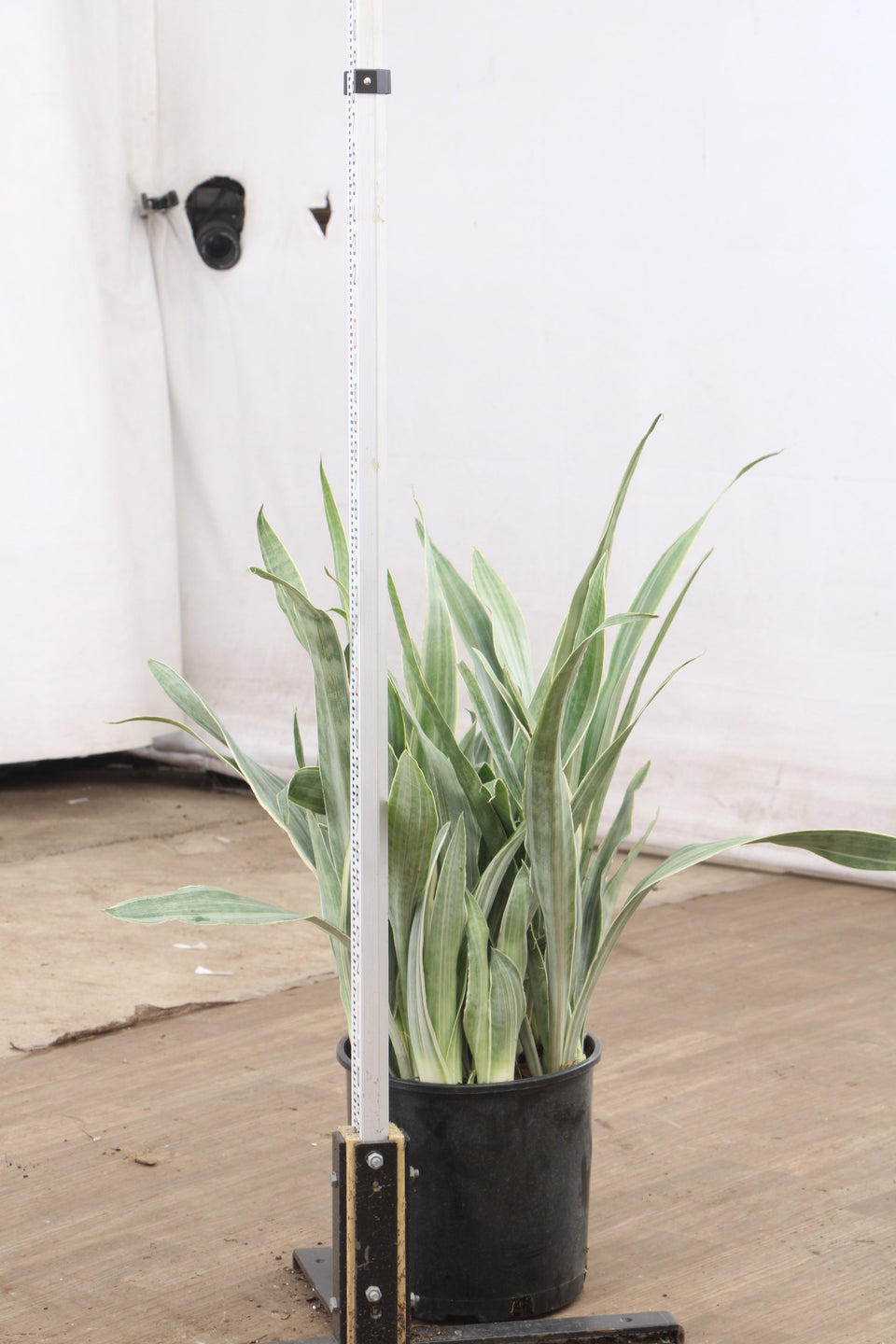 3-5 FT Snake Plant 'Sayuri' | Pick the exact one over video call – Pafe ...