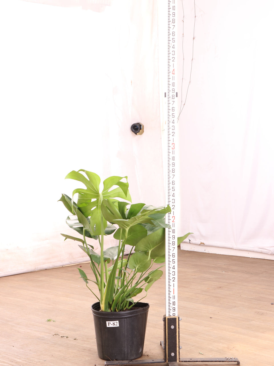 2-3 Feet Monstera Deliciosa | Pick On Live Video Call – Pafe Plants