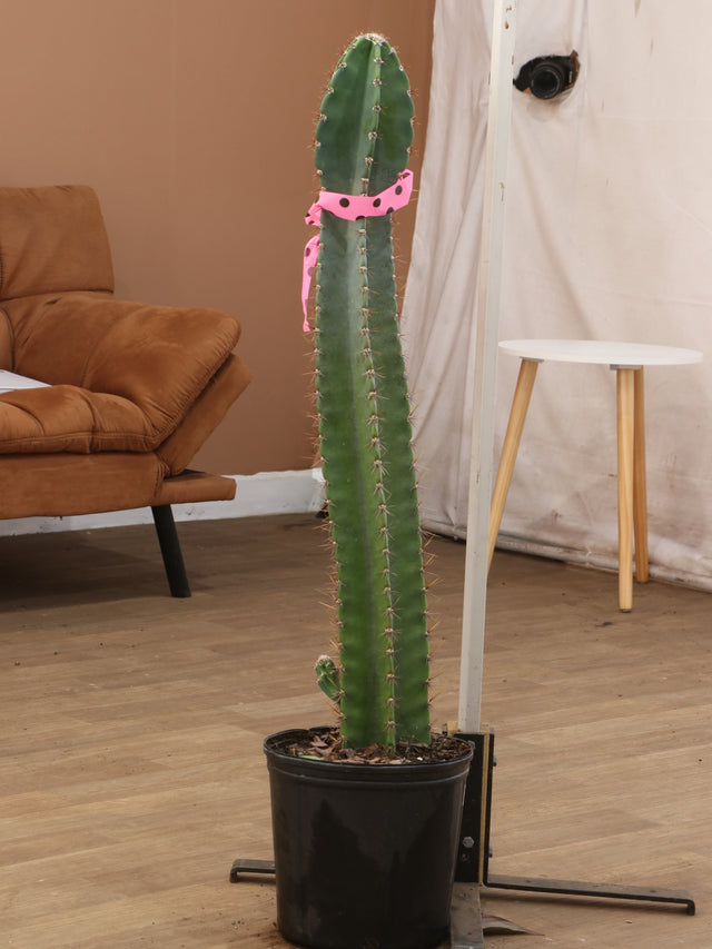 3-5 FT Peruvian Cactus (Single Stalk) | Pick Over Video Call – Pafe Plants