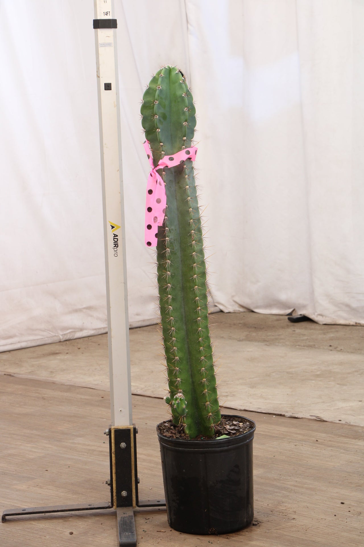 3-5 FT Peruvian Cactus (Single Stalk) | Pick Over Video Call – Pafe Plants