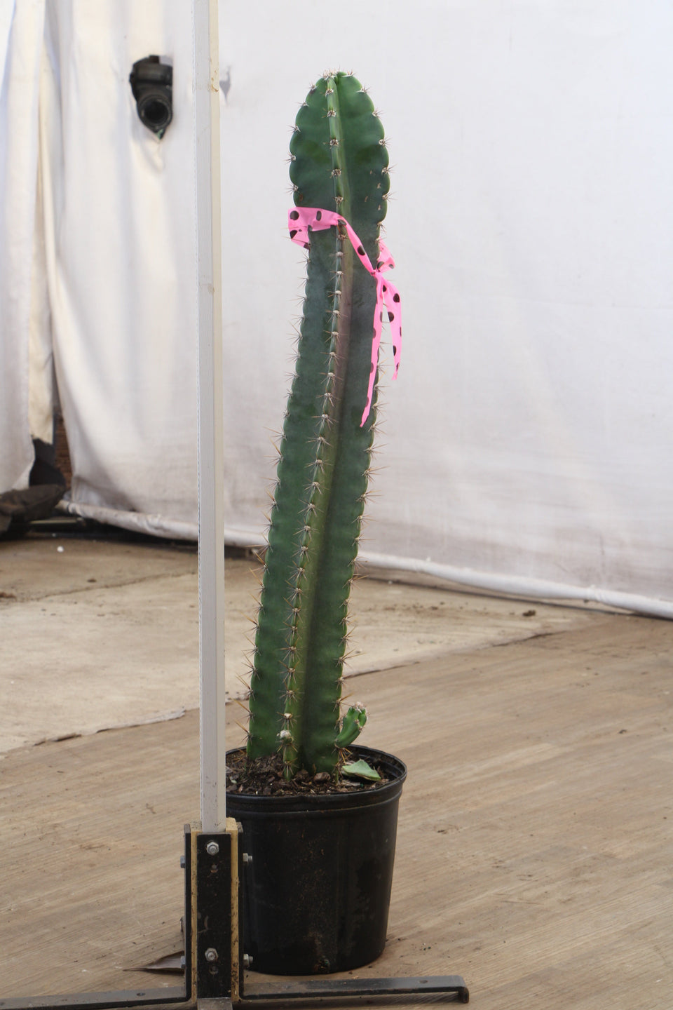 3-5 FT Peruvian Cactus (Single Stalk) | Pick Over Video Call – Pafe Plants