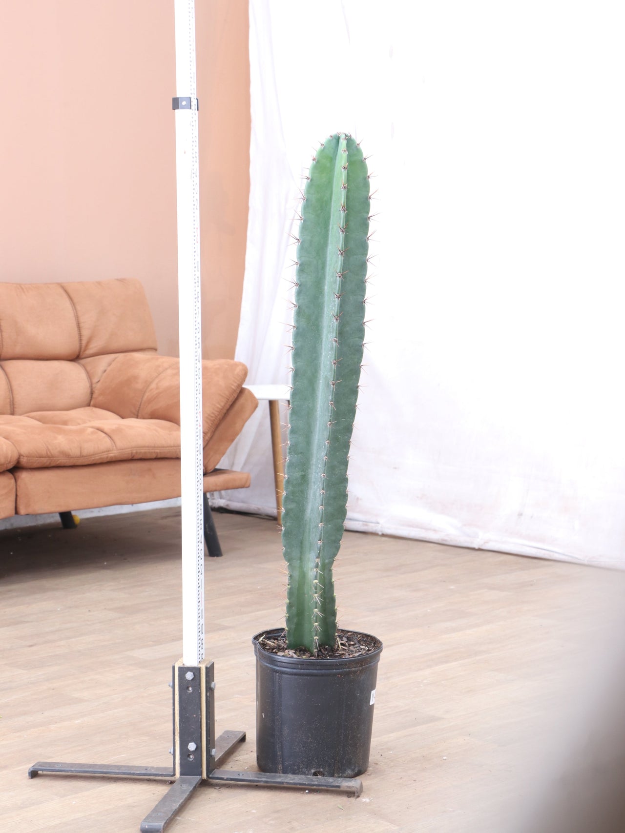 3-5 FT Peruvian Cactus (Single Stalk) | Pick Over Video Call – Pafe Plants