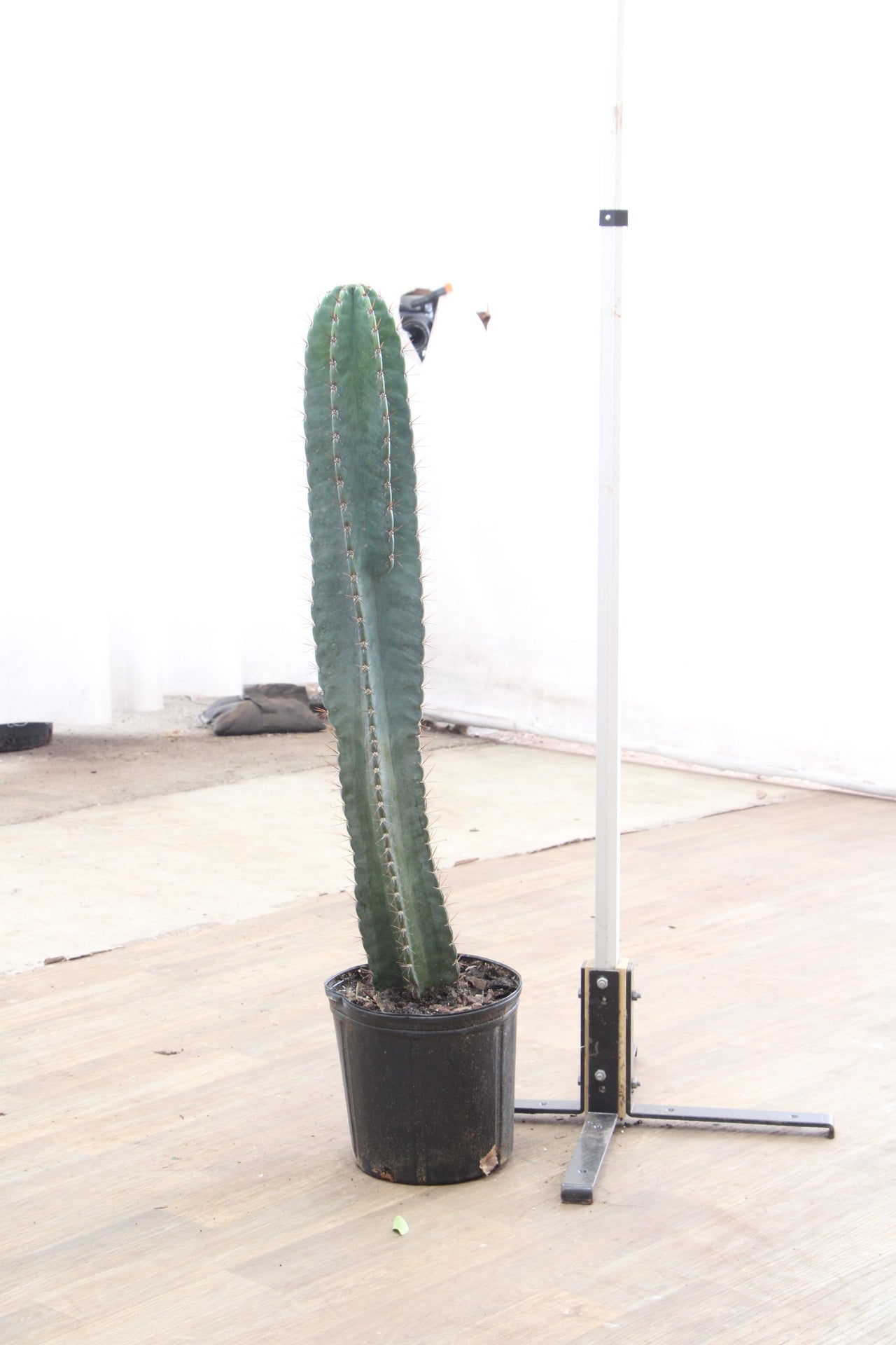 3-5 FT Peruvian Cactus (Single Stalk) | Pick Over Video Call – Pafe Plants