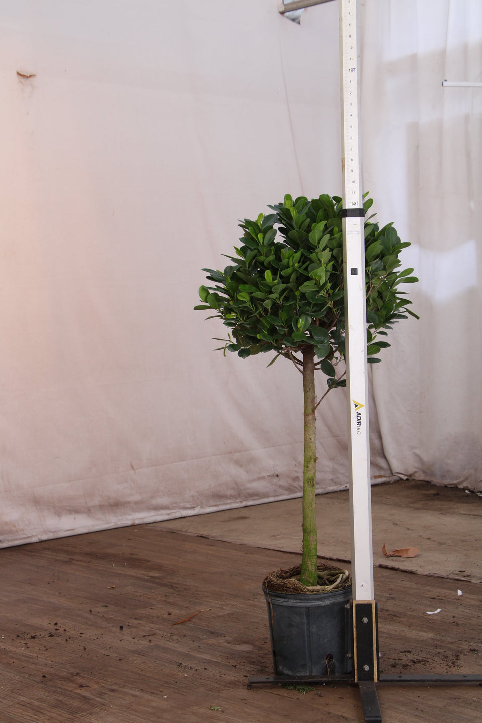 3-5 Feet Ficus Danielle | Pick Over Live Video Call – Pafe Plants