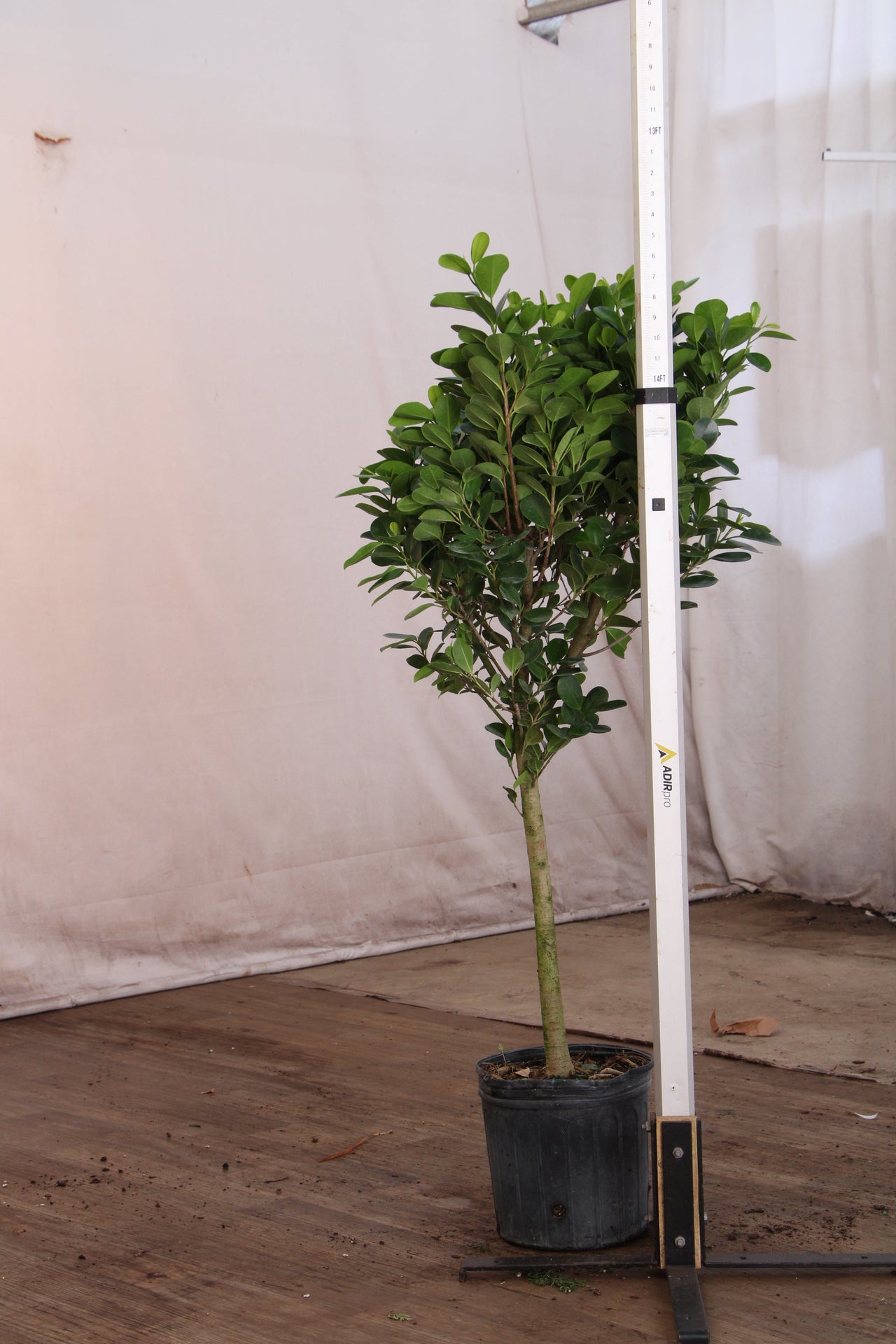 3-5 Feet Ficus Danielle | Pick Over Live Video Call – Pafe Plants