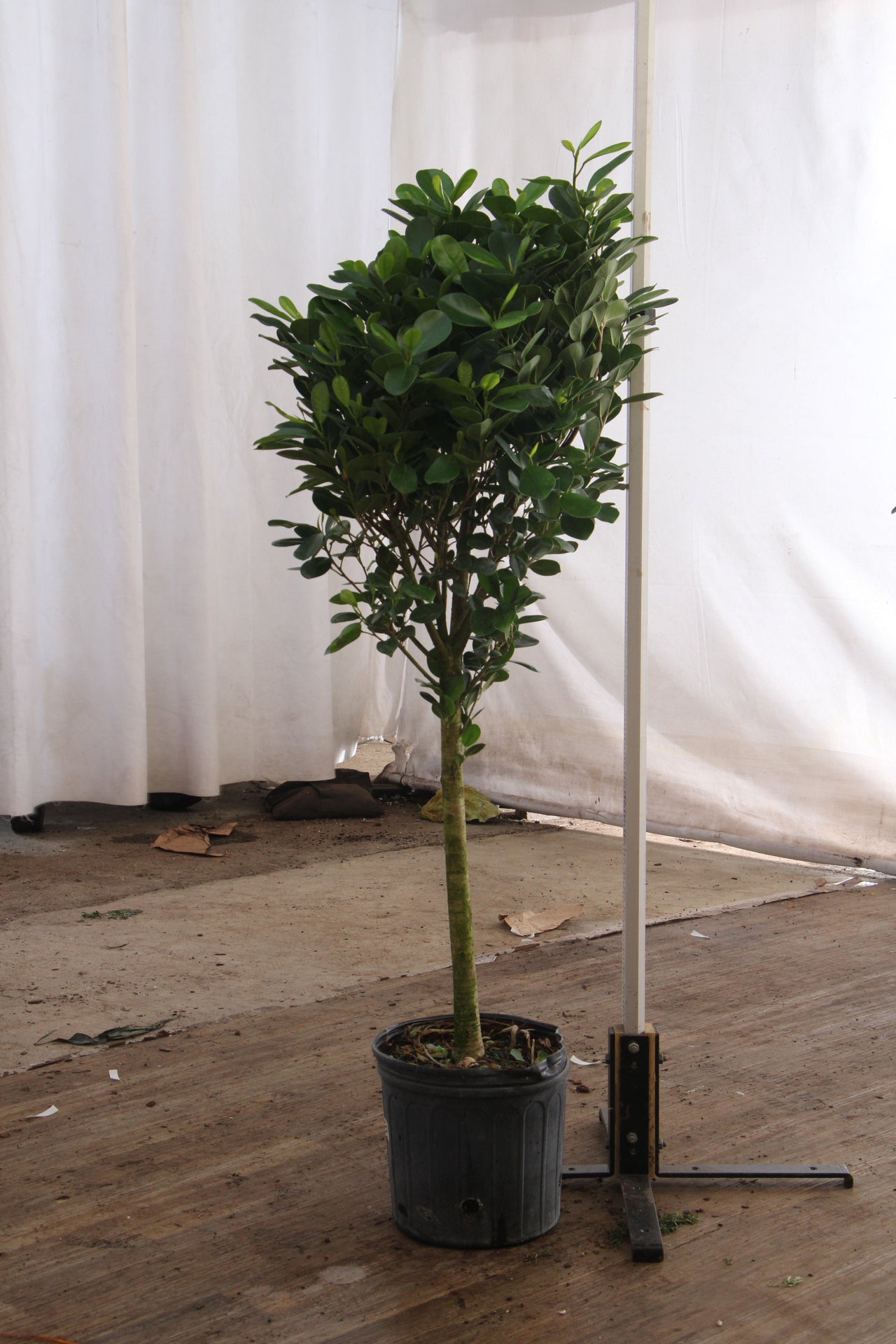 3-5 Feet Ficus Danielle | Pick Over Live Video Call – Pafe Plants