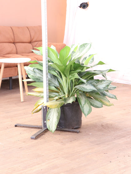 Large Chinese Evergreen 'Silver Bay'