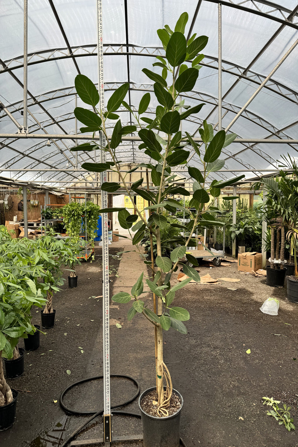 7-10ft Tall Audrey Ficus| Pick the exact one over video call – Pafe Plants