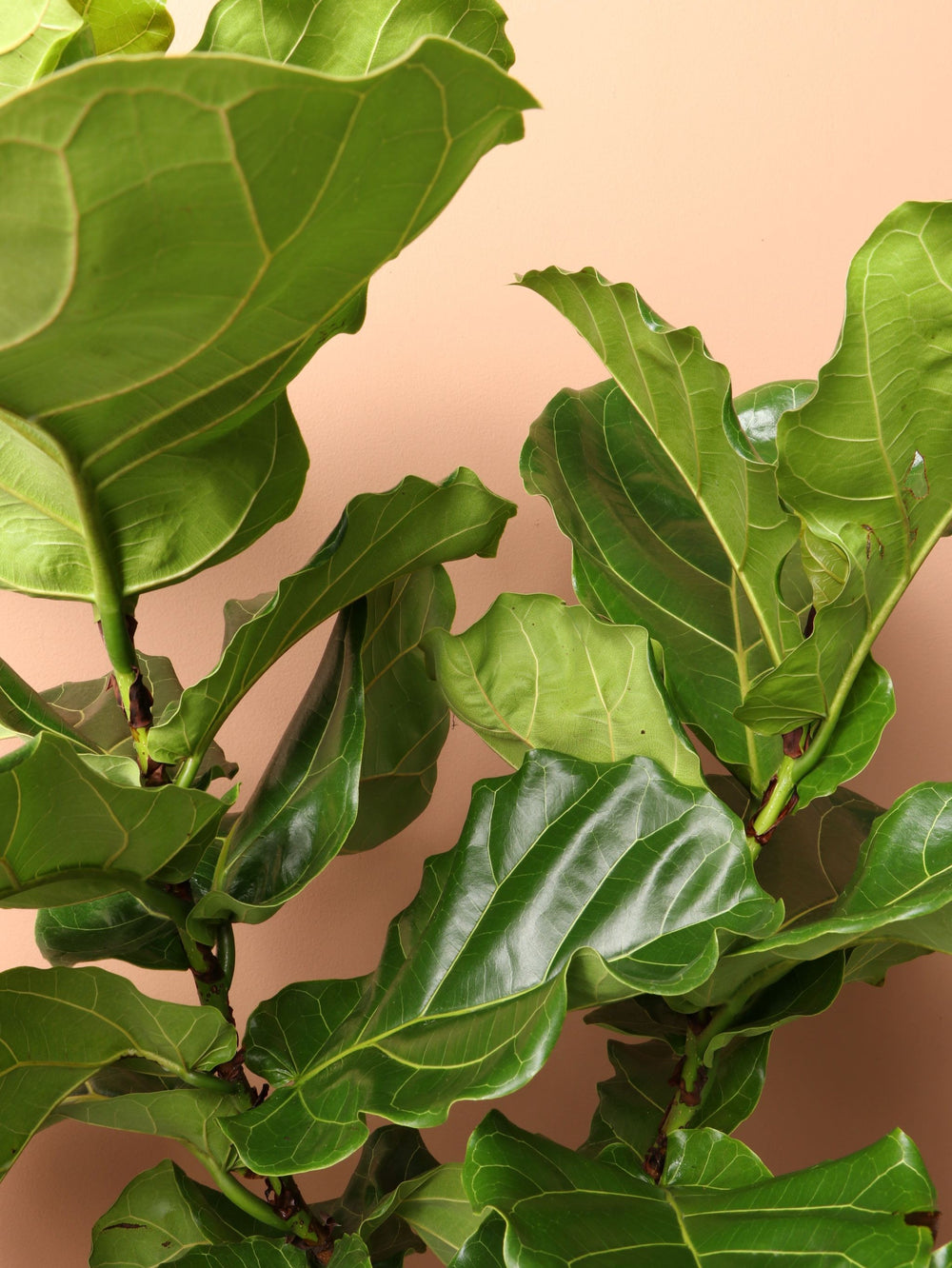 3-5 Feet Fiddle Leaf Fig
