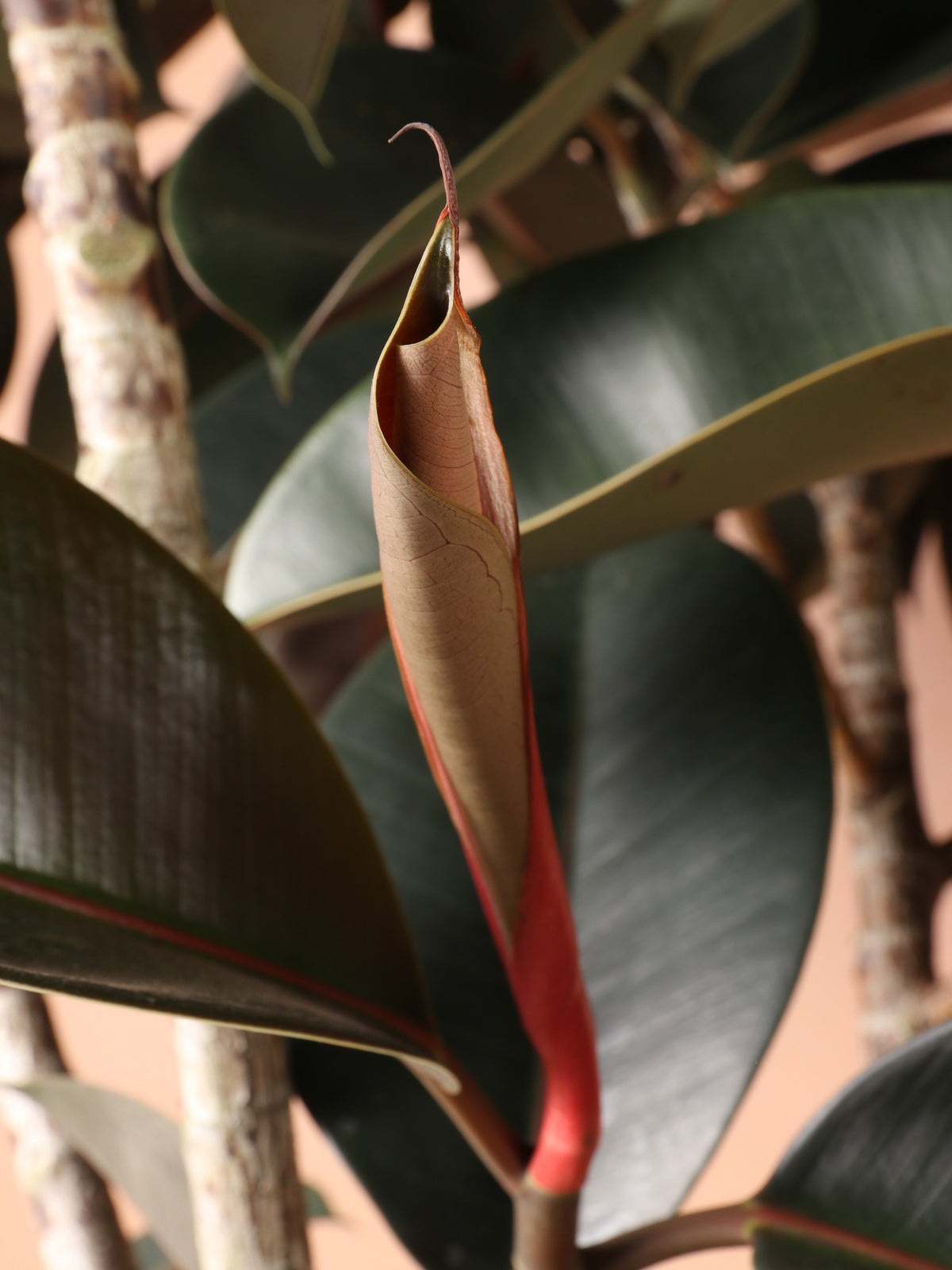 7-10ft Tall Rubber Tree Std