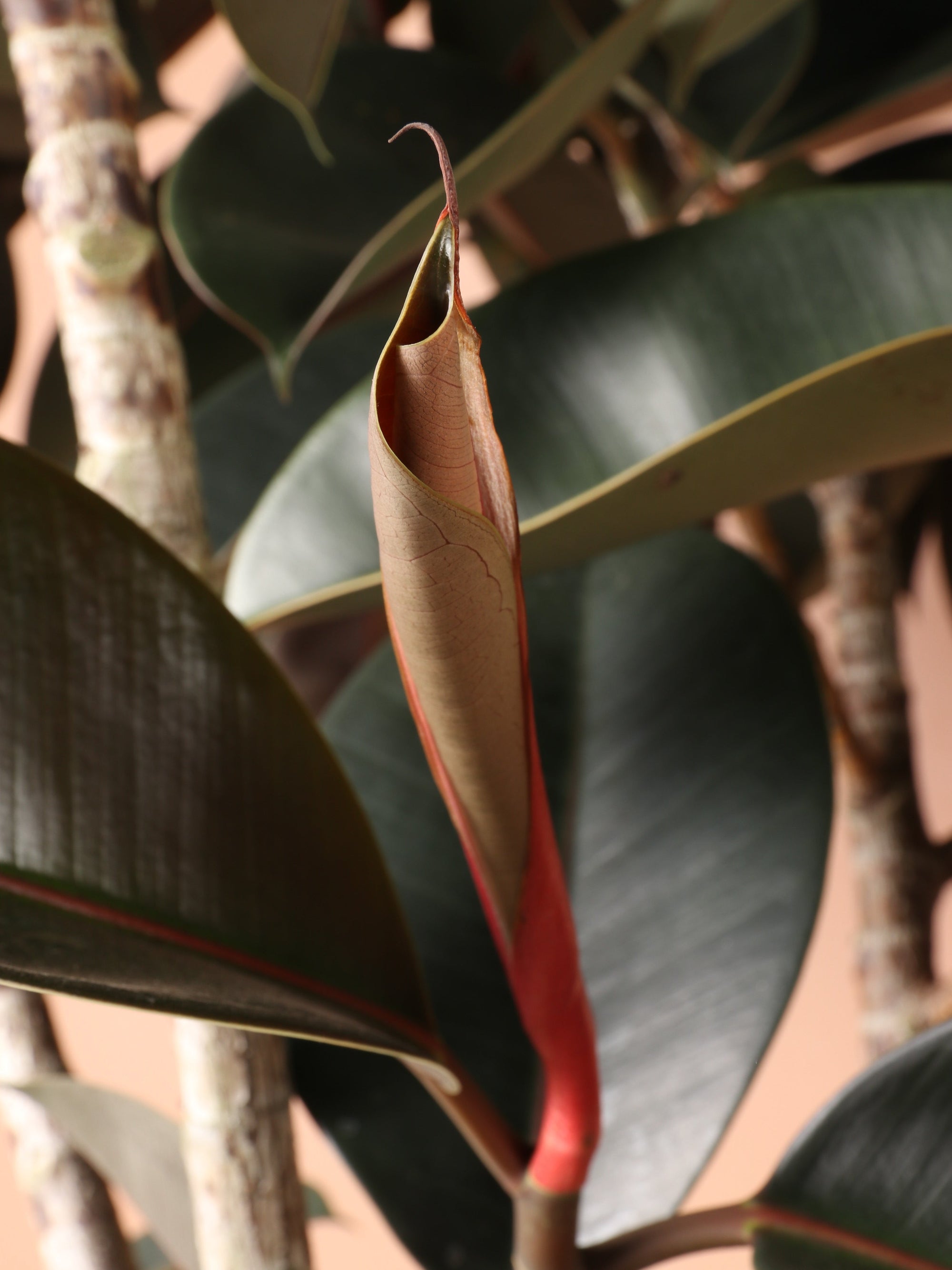 7-10ft Tall Rubber Tree Std