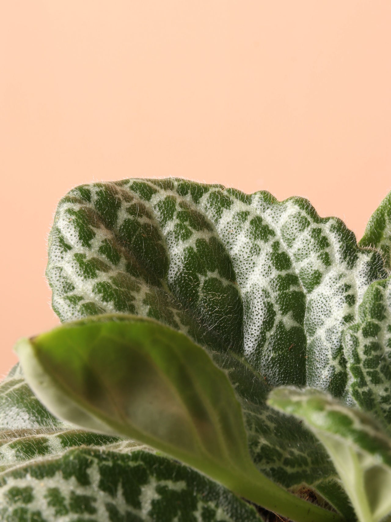 Medium Pretty Turtle Plant (Streptocarpus 'Pretty Turtle') – Pafe Plants