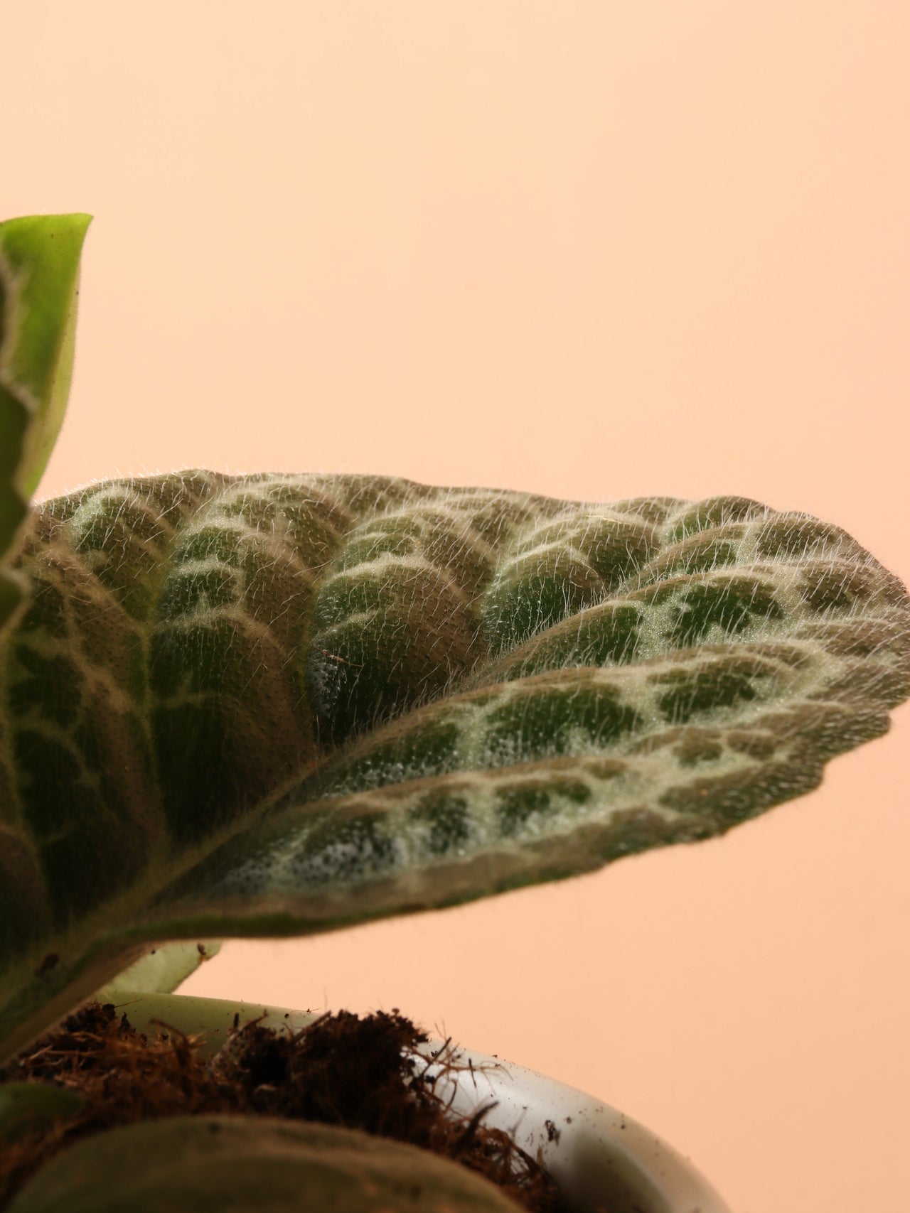 Medium Pretty Turtle Plant (Streptocarpus 'Pretty Turtle') – Pafe Plants