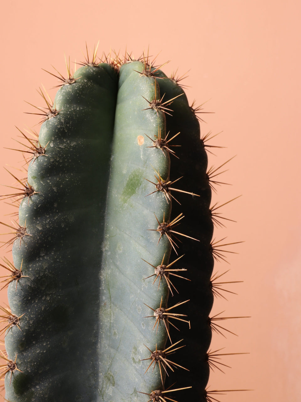 3-5 FT Peruvian Cactus (Single Stalk) | Pick Over Video Call – Pafe Plants