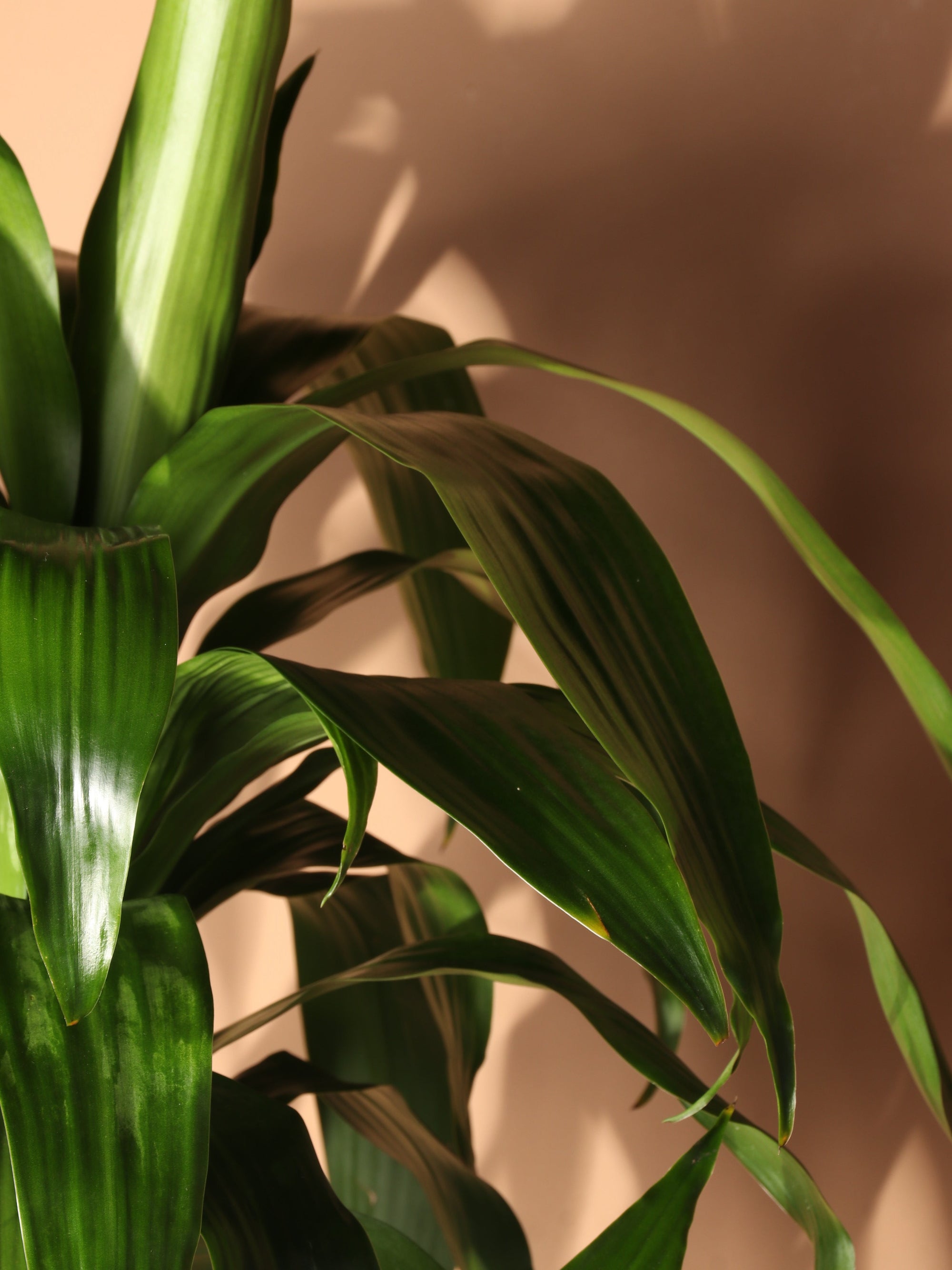 Extra Large Lisa Cane