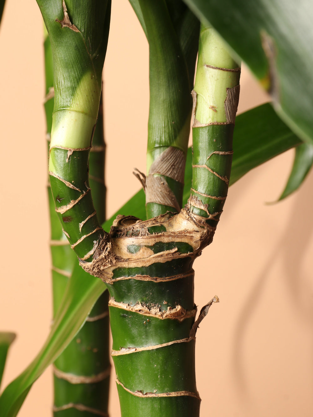 Extra Large Lisa Cane