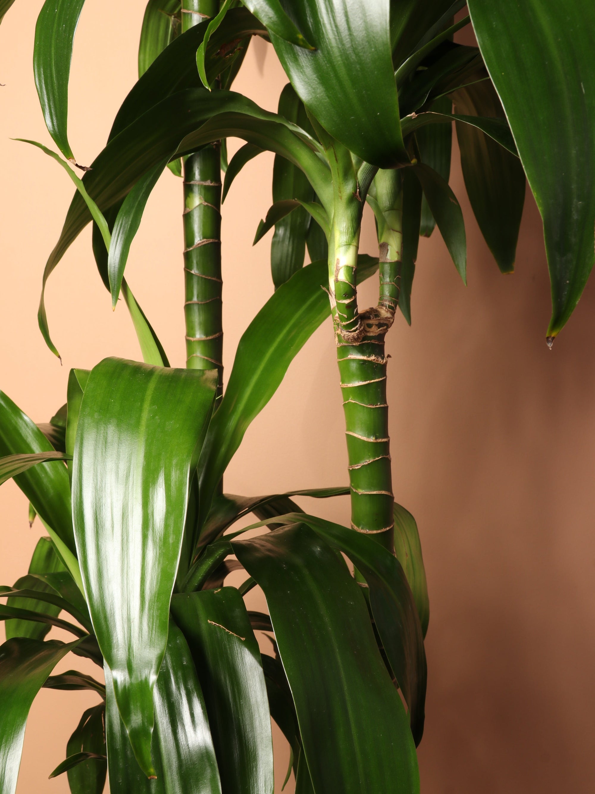 Extra Large Lisa Cane