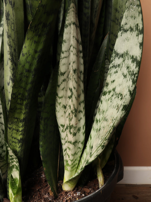 7-10FT Green Snake Plant| Pick the exact one over video call – Pafe Plants